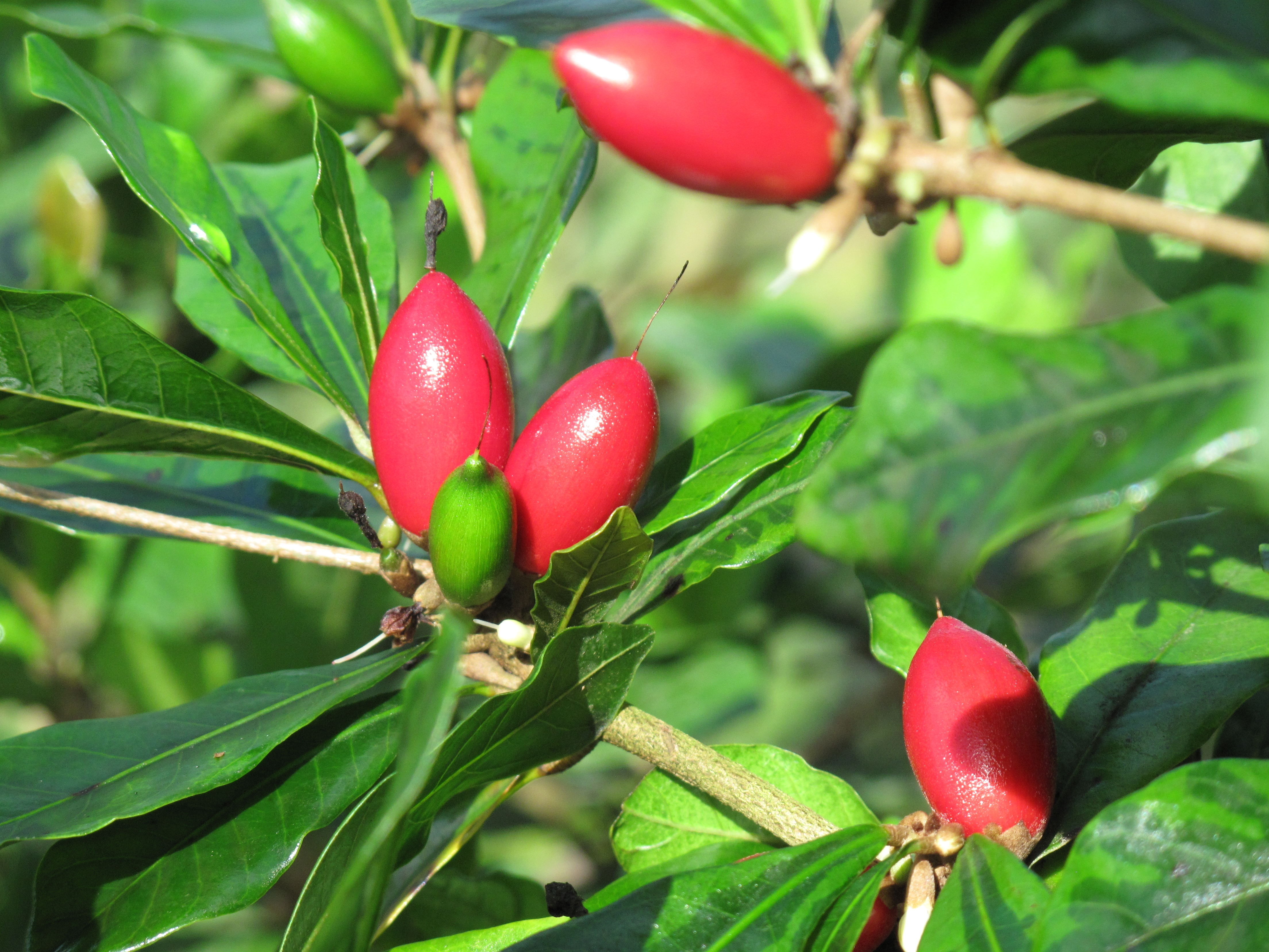 Flavor Tripping: The Miraculous Power of the Miracle Berry – 52 Things ...